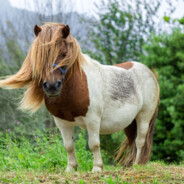 Steam Community :: Pony (AK Prodigy)